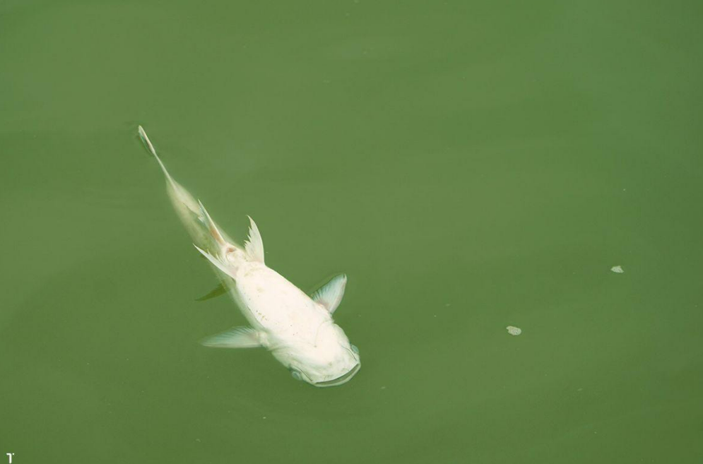 Sử dụng hố siphon hiệu quả nuôi tôm thẻ thâm canh công nghệ cao và siêu ...